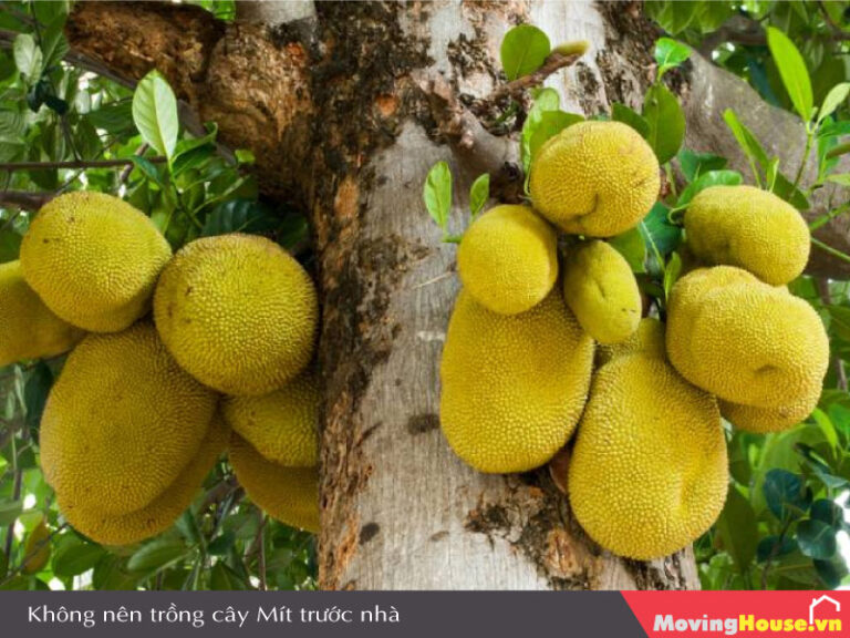 Nghi vấn cây Mít có Ma, vậy Có nên trồng cây Mít trước nhà không?